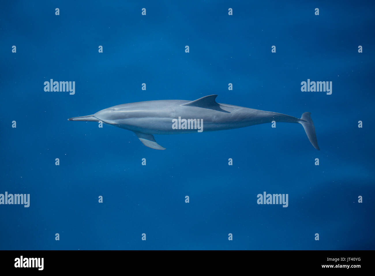 Spinner Dolphin (Stenella longirostris) about to surface in the glassy ...