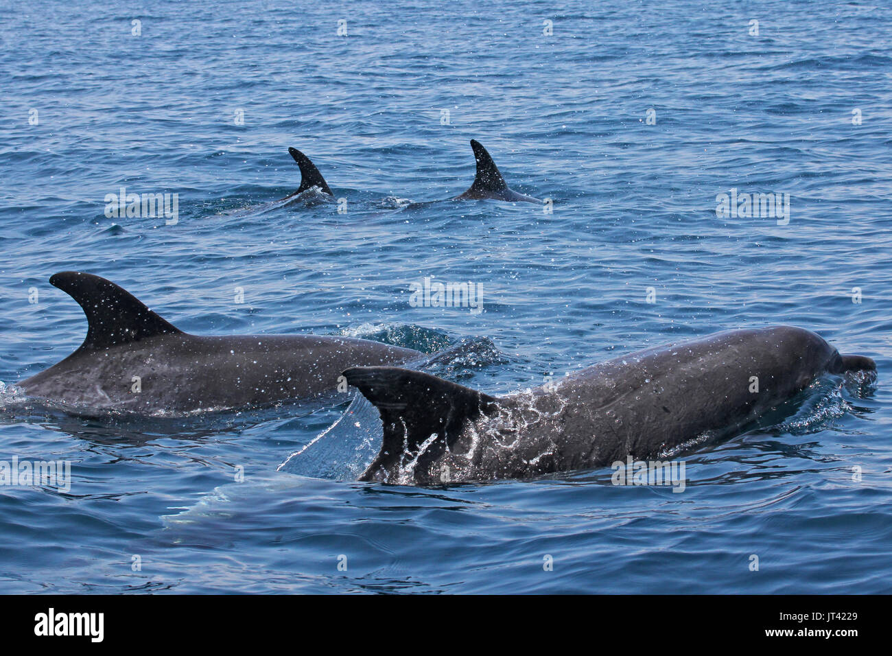Indo-Pacific Bottlenose Dolphin (Tursiops aduncus) surfacing off the ...