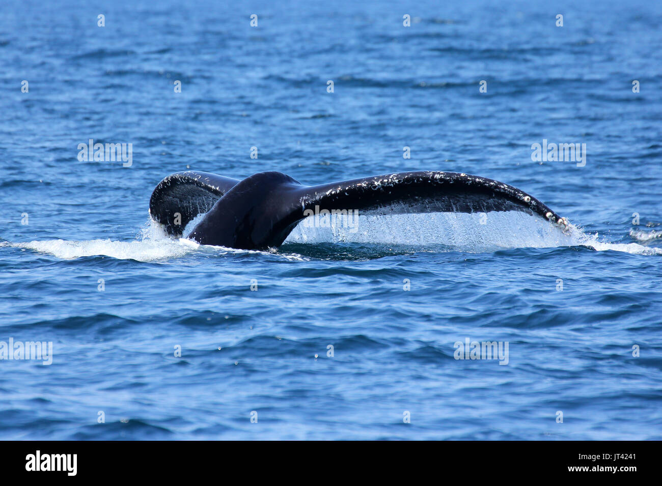 Fluking whale hi-res stock photography and images - Alamy
