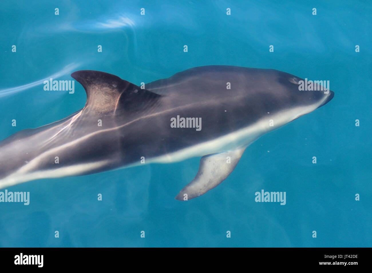 Dusky Dolphin (Lagenorhynchus obscurus) getting near to the surface in ...
