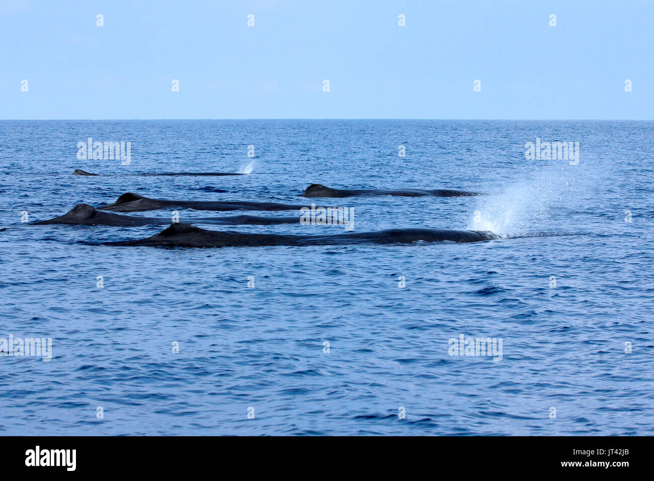 Sperm Whale (Physeter macrocephalus) logging on the surface off Trincomalee, the eastern coast ...