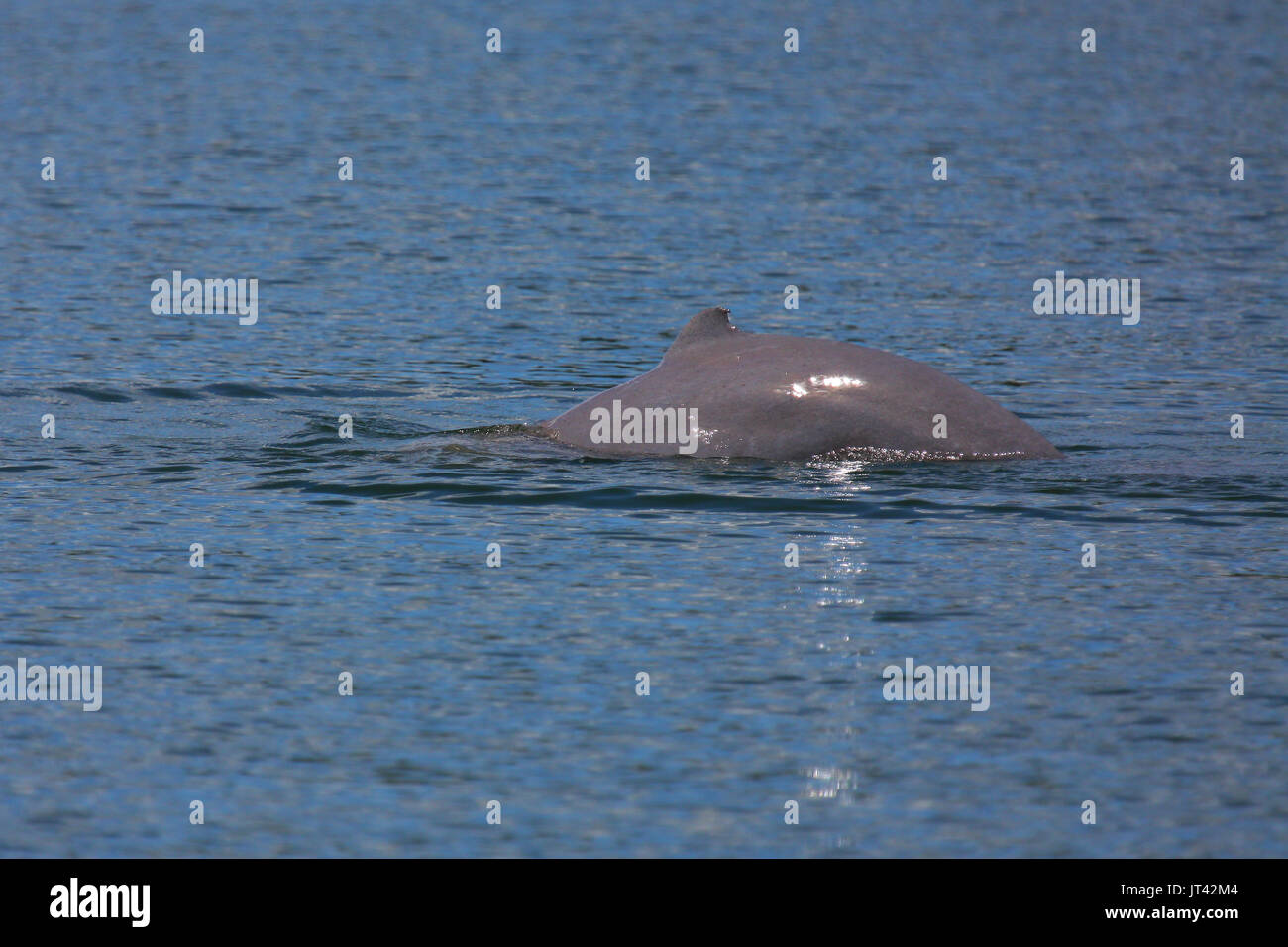 Irrawaddy Dolphin (Orcaella brevirostris) hanging around fishing boats ...