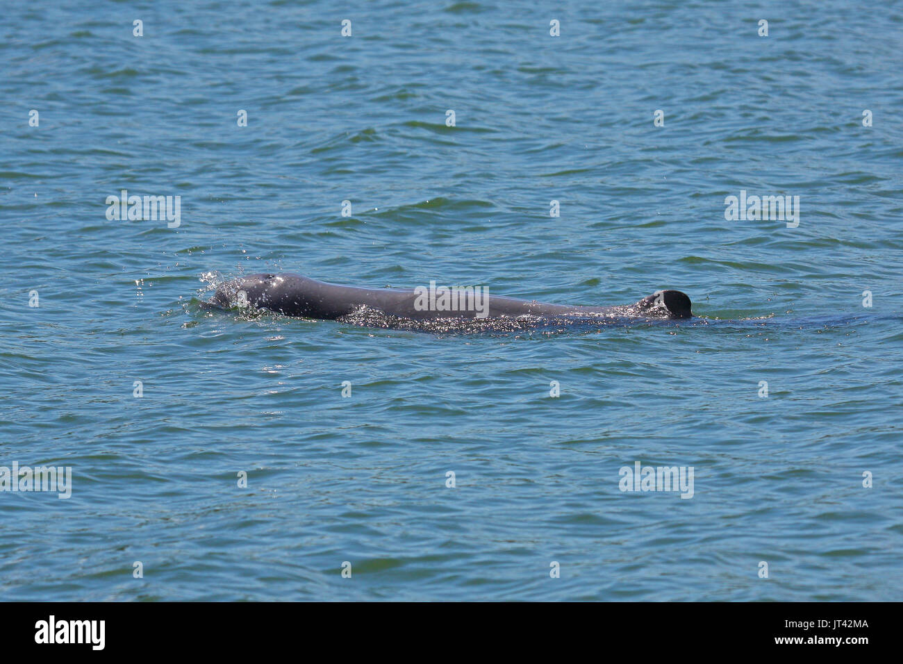 Irrawaddy dolphin fishing hi-res stock photography and images - Alamy