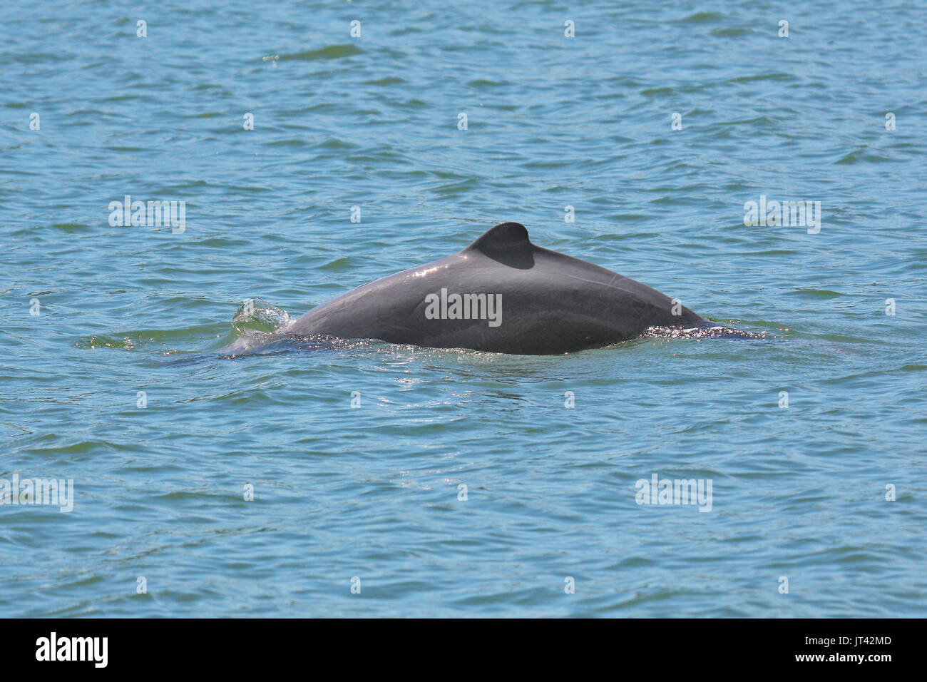 Irrawaddy Dolphin (Orcaella brevirostris) hanging around fishing boats ...