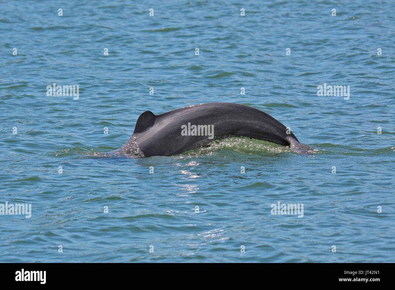 Irrawaddy dolphin fishing hi-res stock photography and images - Alamy