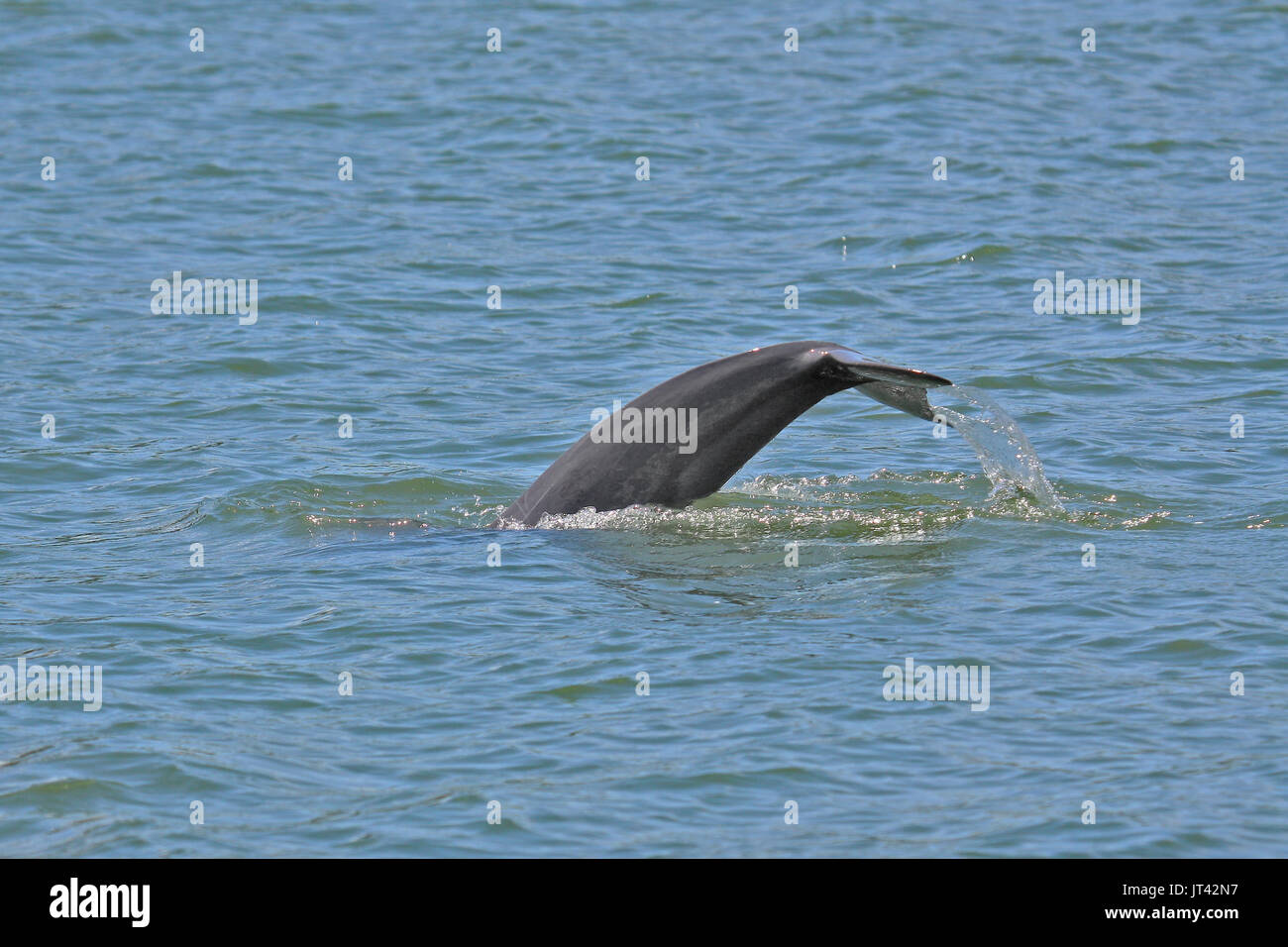 Irrawaddy Dolphin (Orcaella brevirostris) hanging around fishing boats ...