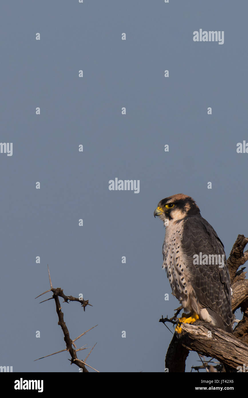 East africa falcons hi-res stock photography and images - Alamy
