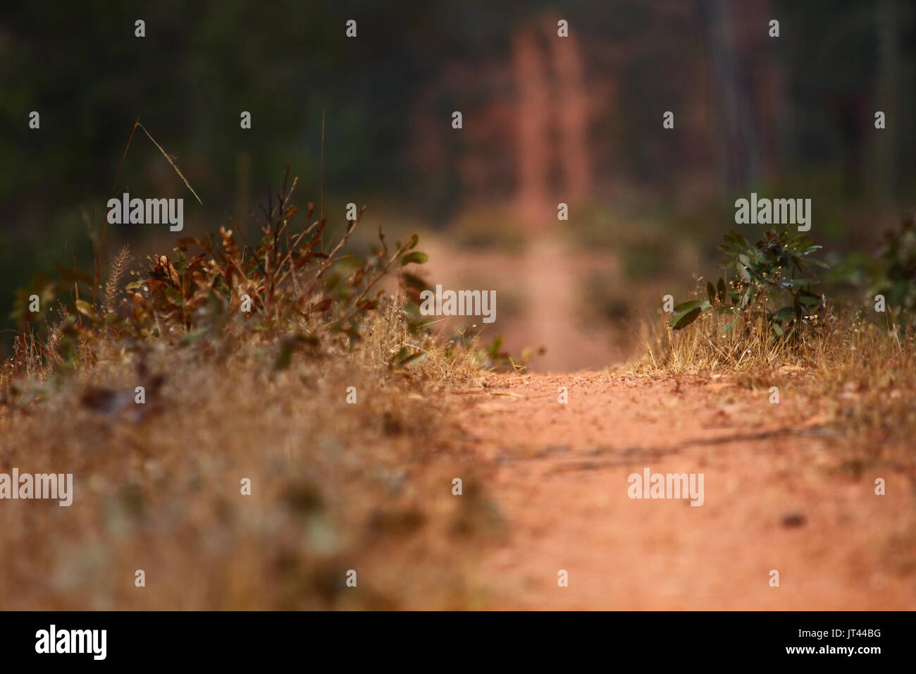 Dirt Track in Zambia, Southern Africa Stock Photo - Alamy
