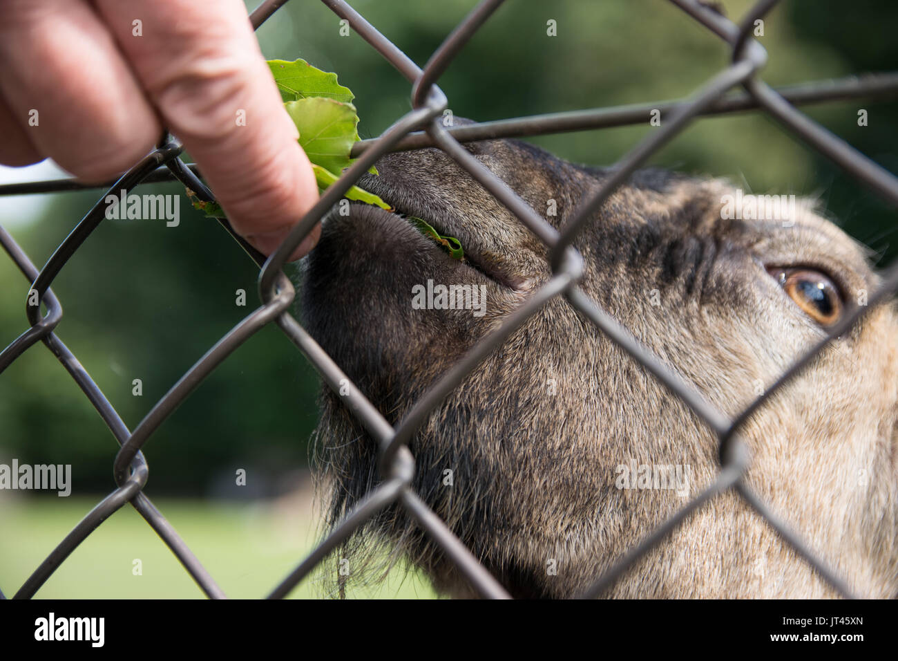 Goat looking great landscape hi-res stock photography and images - Alamy