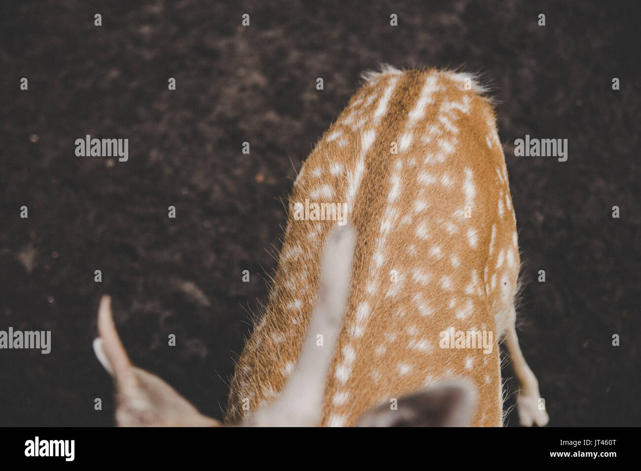 Doe silhouette hi-res stock photography and images - Alamy