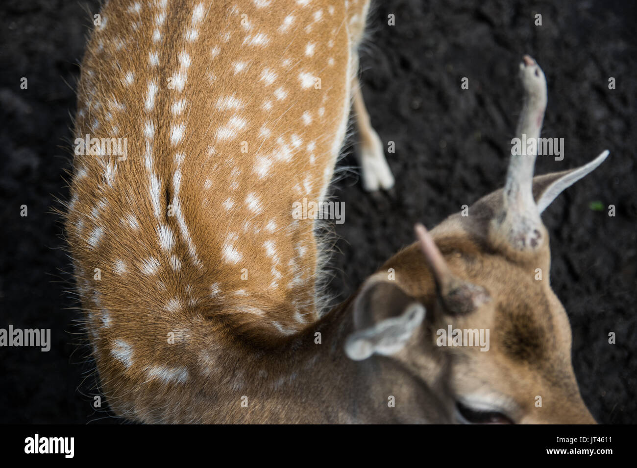 White tailed doe hi-res stock photography and images - Alamy