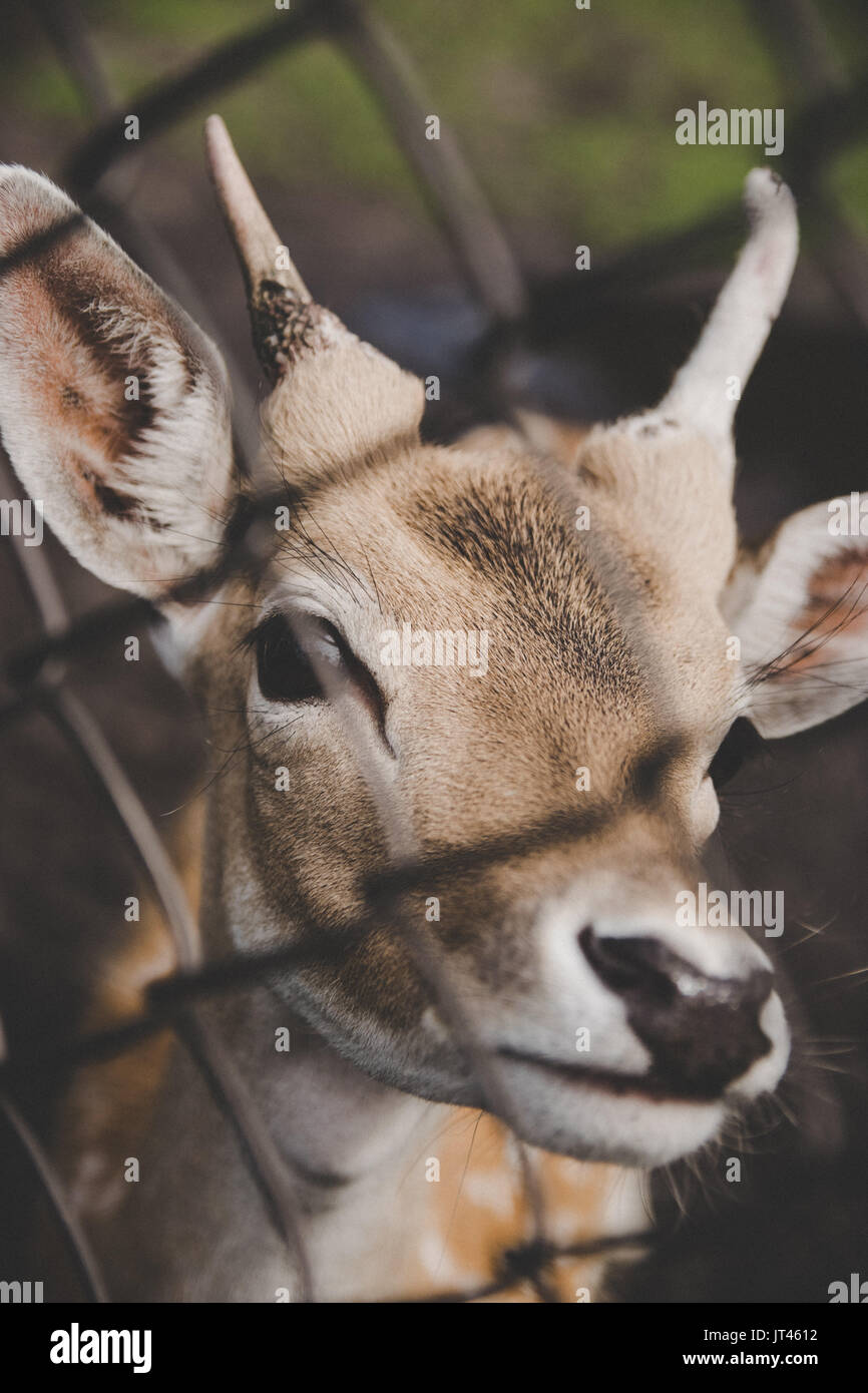 Being behind bars hi-res stock photography and images - Alamy