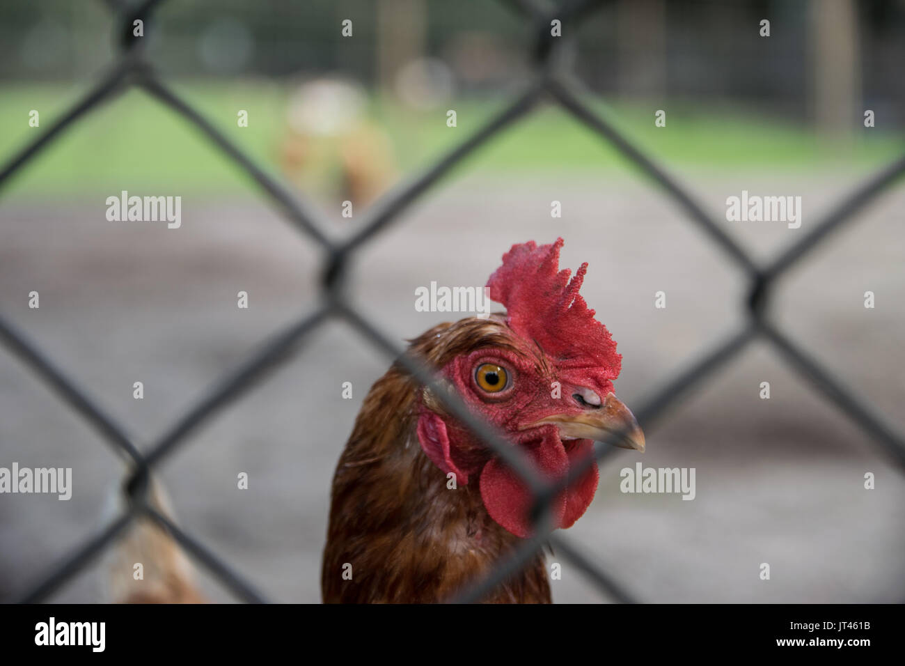 Chicken behind a fence Stock Photo - Alamy