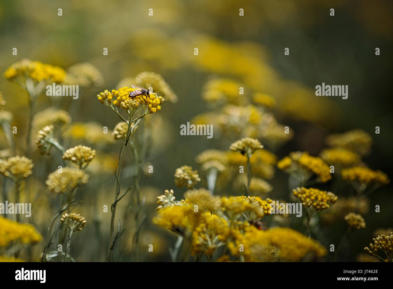 Honeybee worker making wax hi-res stock photography and images - Alamy