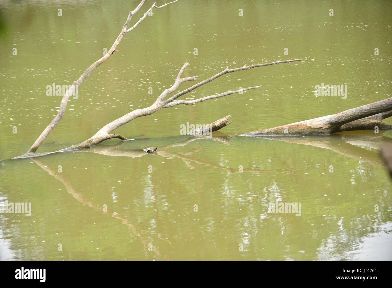 Forrest forrest forrest forrest river hi-res stock photography and ...