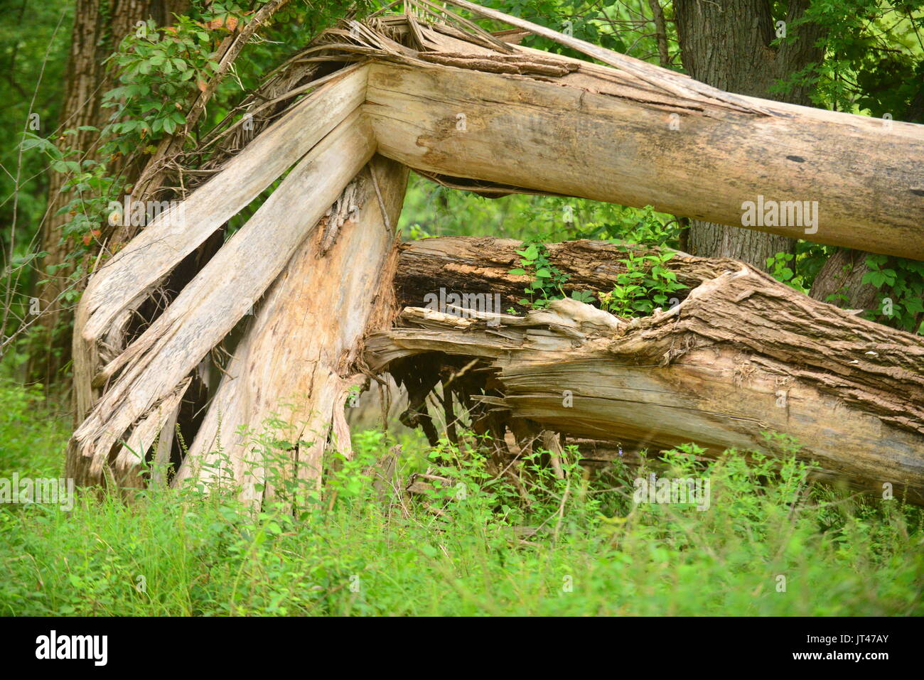 Forrest forrest forrest forrest river hi-res stock photography and ...