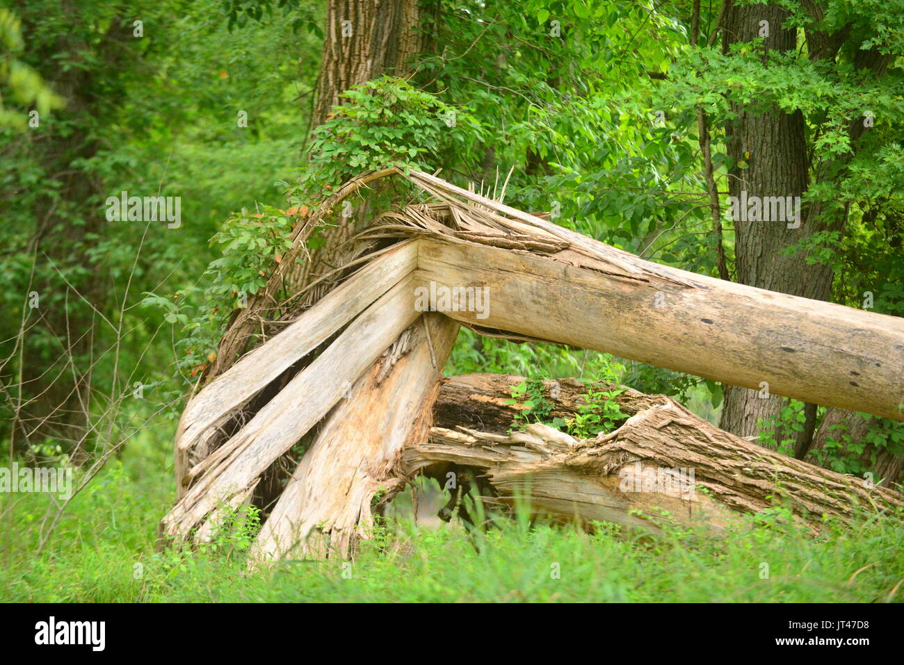 Wooden forrest path hi-res stock photography and images - Alamy