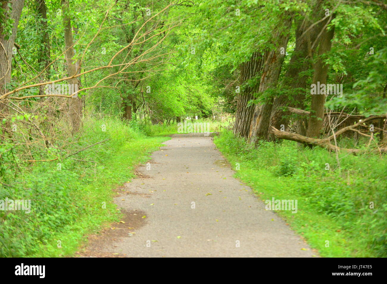 Forrest trail hi-res stock photography and images - Alamy