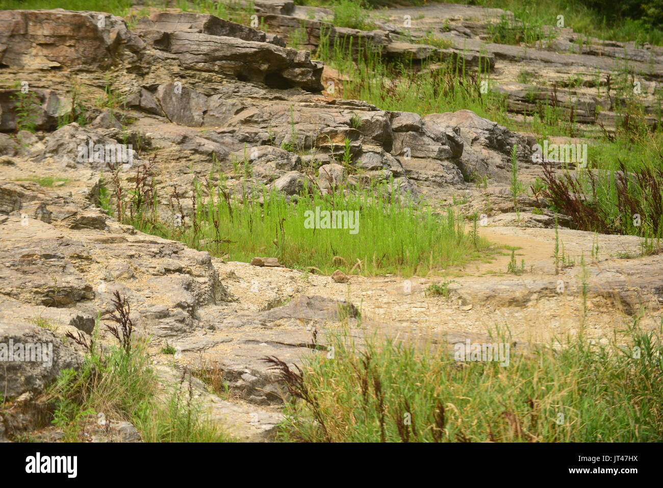 Forrest rock hi-res stock photography and images - Alamy