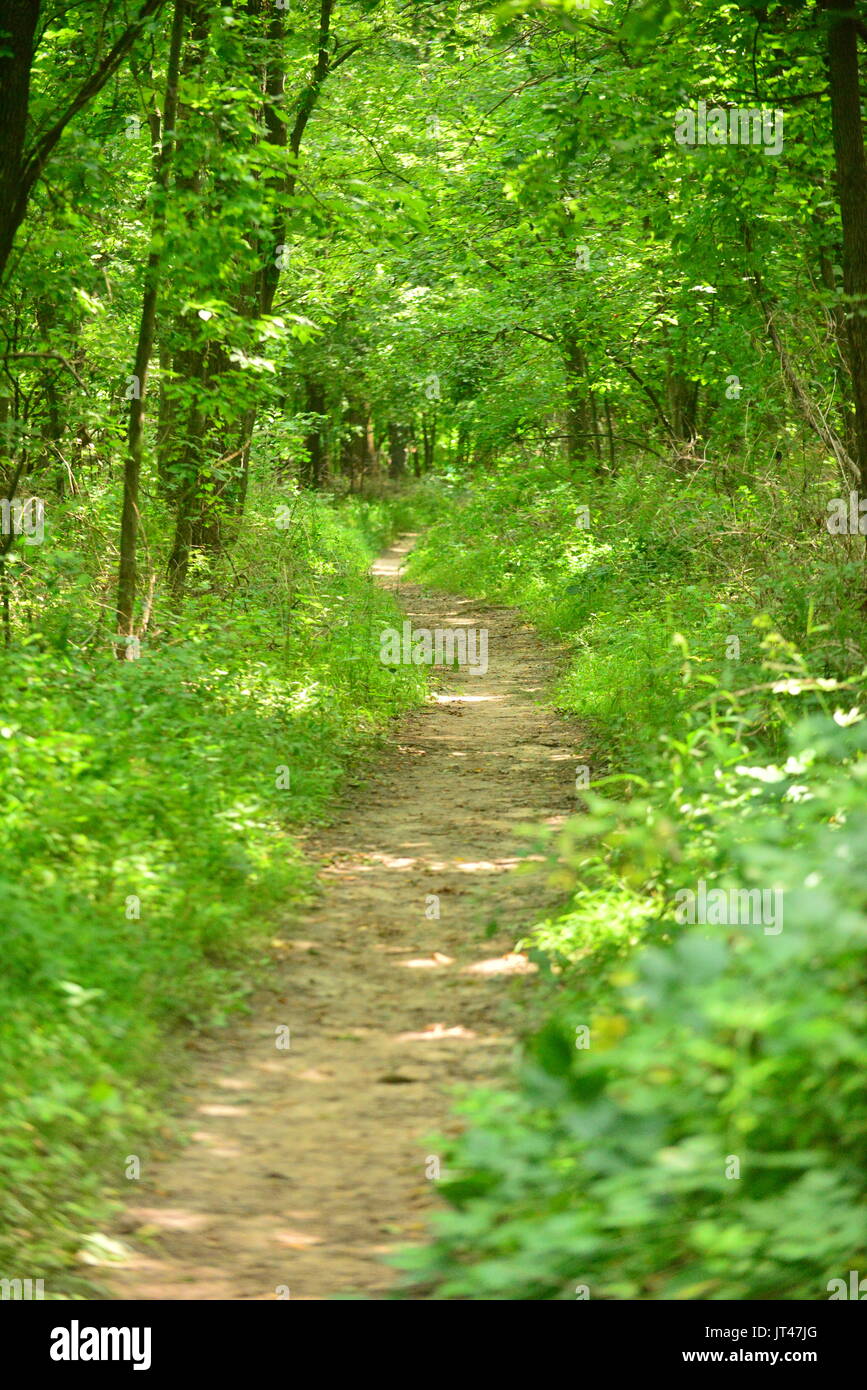 Wooden forrest path hi-res stock photography and images - Alamy