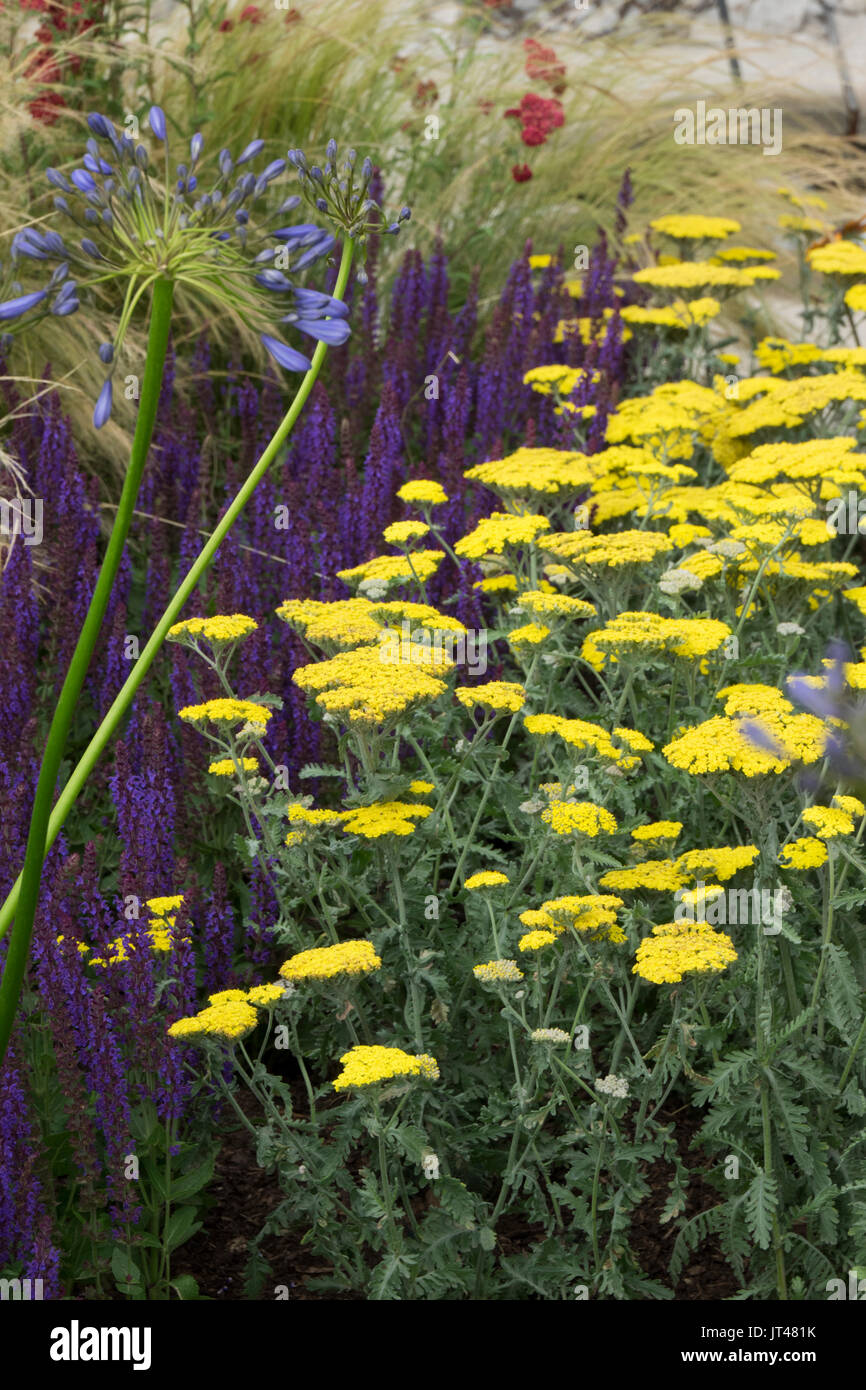 Prairie planting to illustrate drifts of colour. The planting is very ...