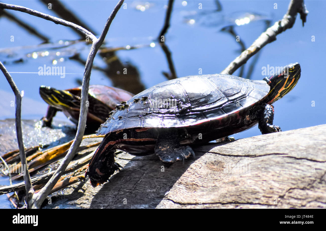 Turtlepicture hi-res stock photography and images - Alamy