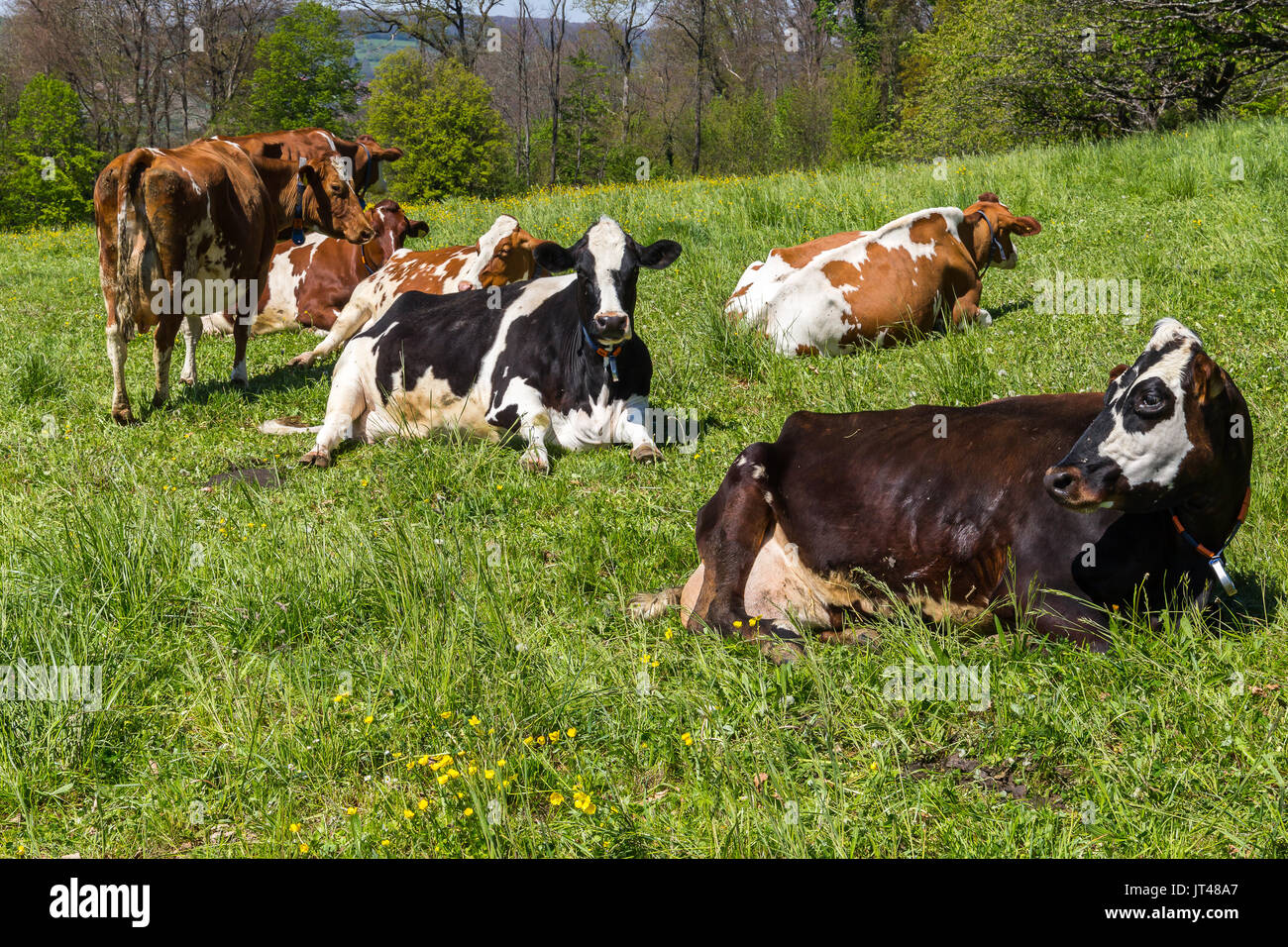 Group cows resting in hi-res stock photography and images - Alamy