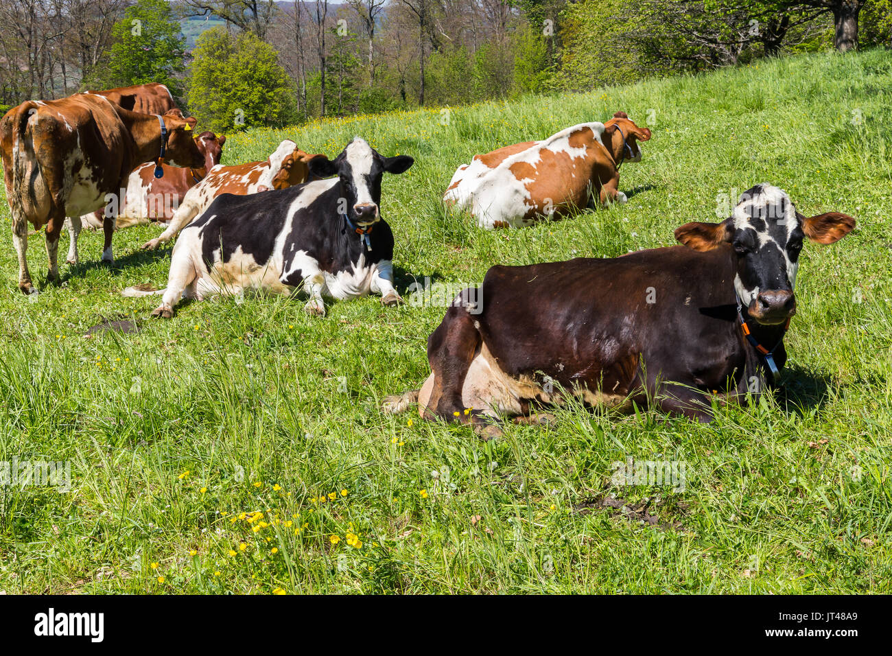 Cows resting and socializing in the countryside, Switzerland Stock ...
