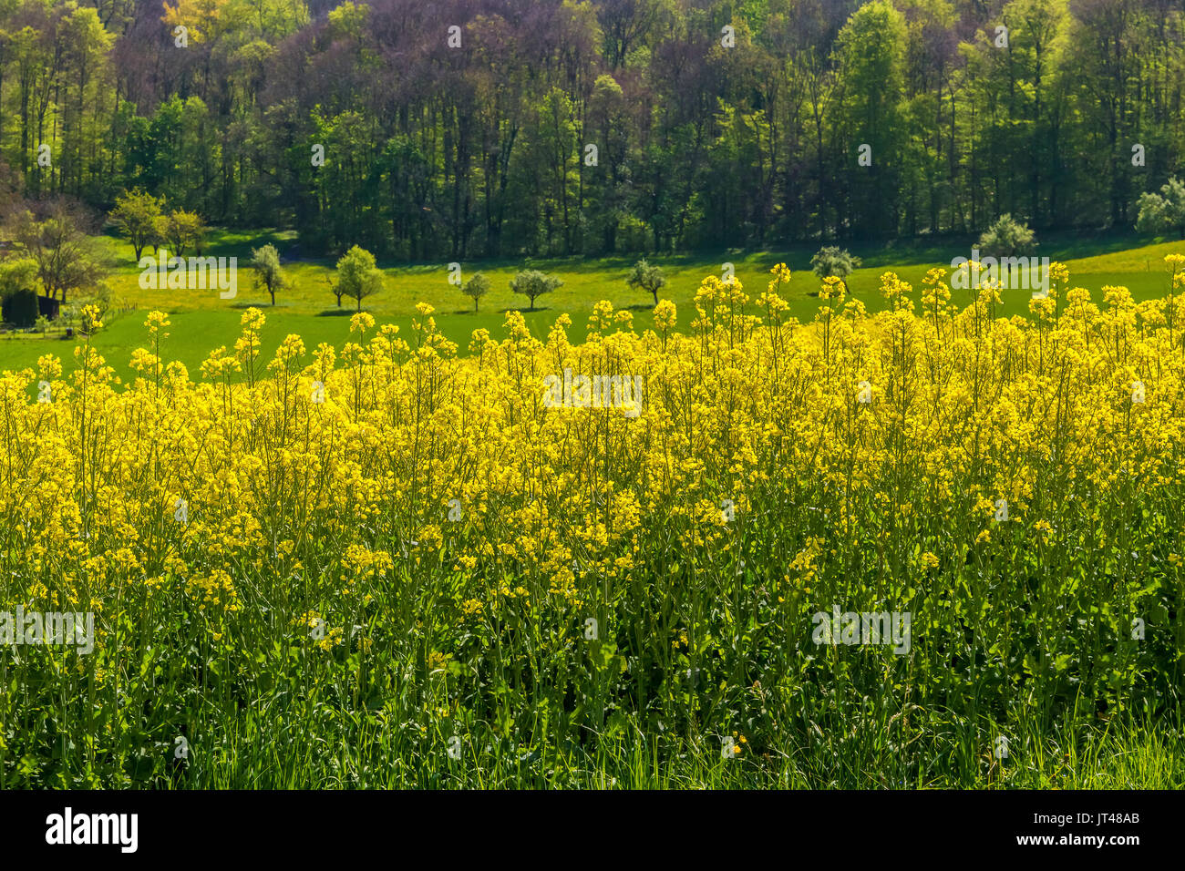 Fields of Rapeseed in bloom in Switzerland Stock Photo - Alamy