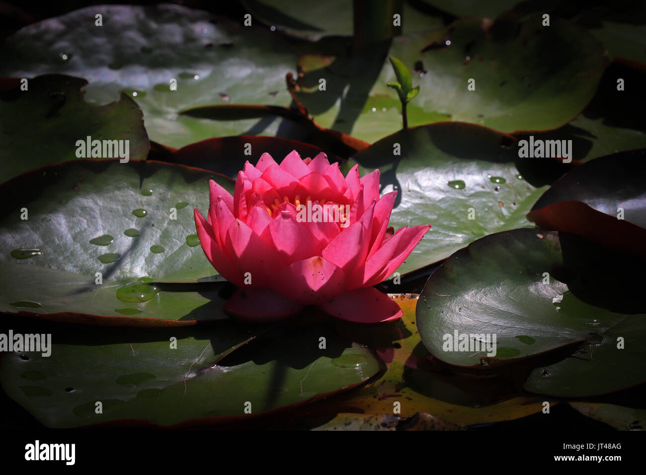 Lakes and beautiful water lilies hi-res stock photography and images ...