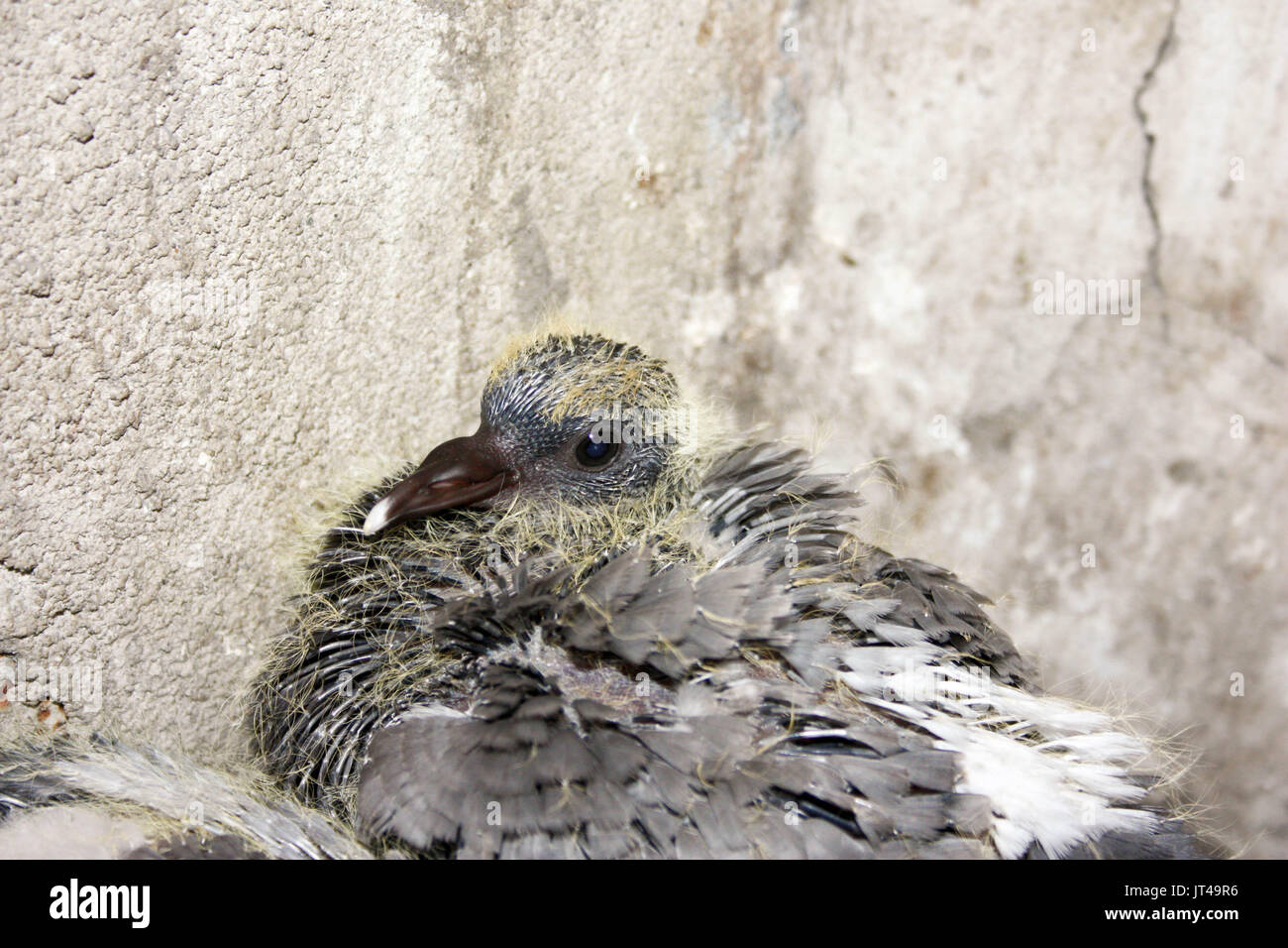 Pigeon chick in the nest two three weeks old. Photo for your design ...