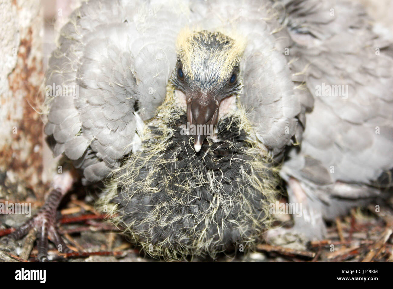 Dove nestling in a nest of branches. With a fluffy throat. Photo for ...