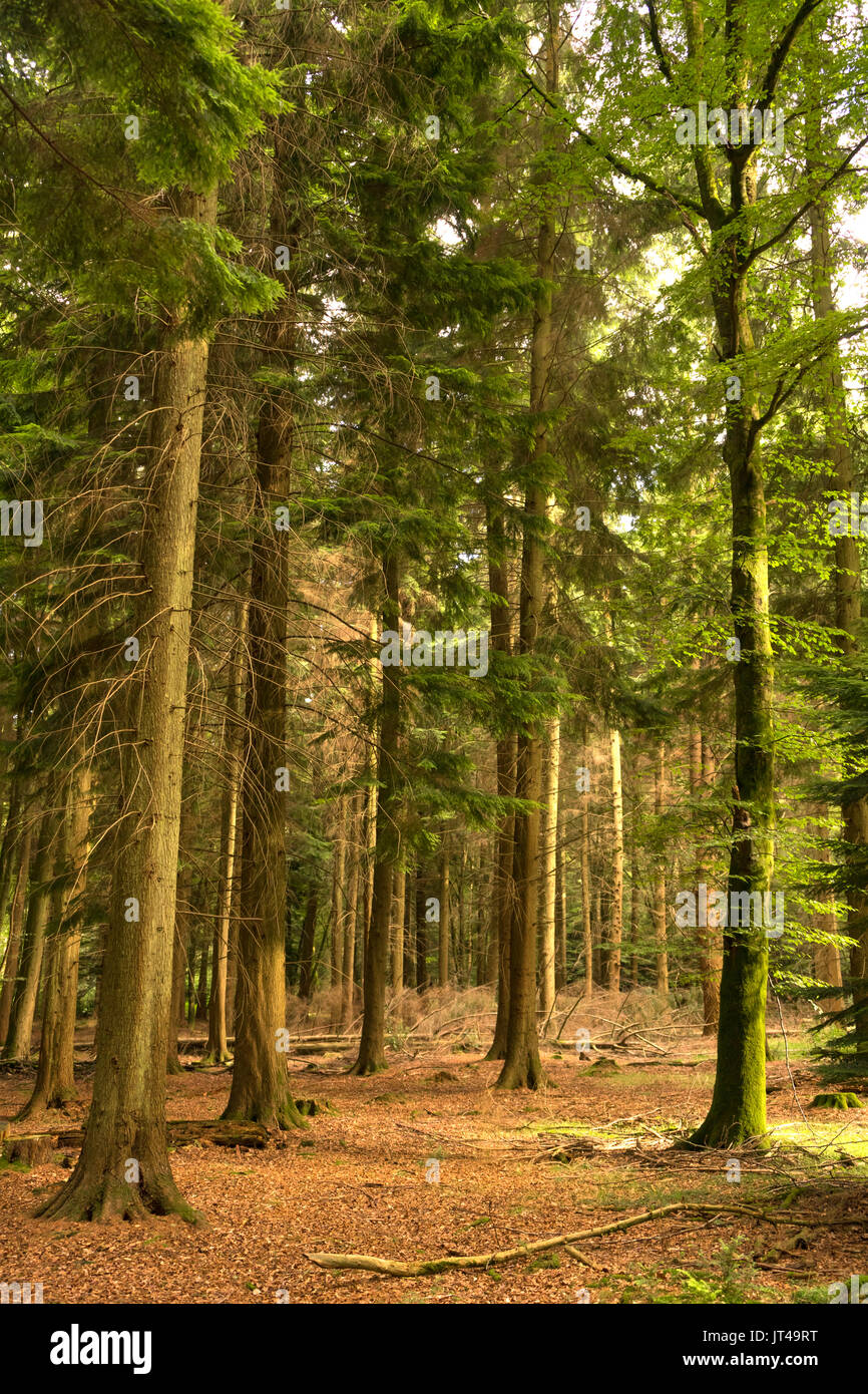 Conifer NWA Restaurant News: Conifer In Bentonville Gives Farmers