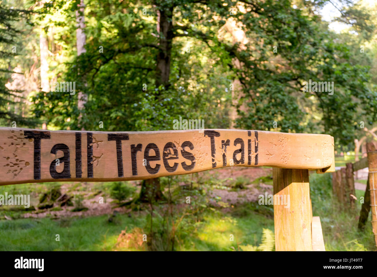 Tall Trees Trail sign in the New Forest National Park, Southern England ...