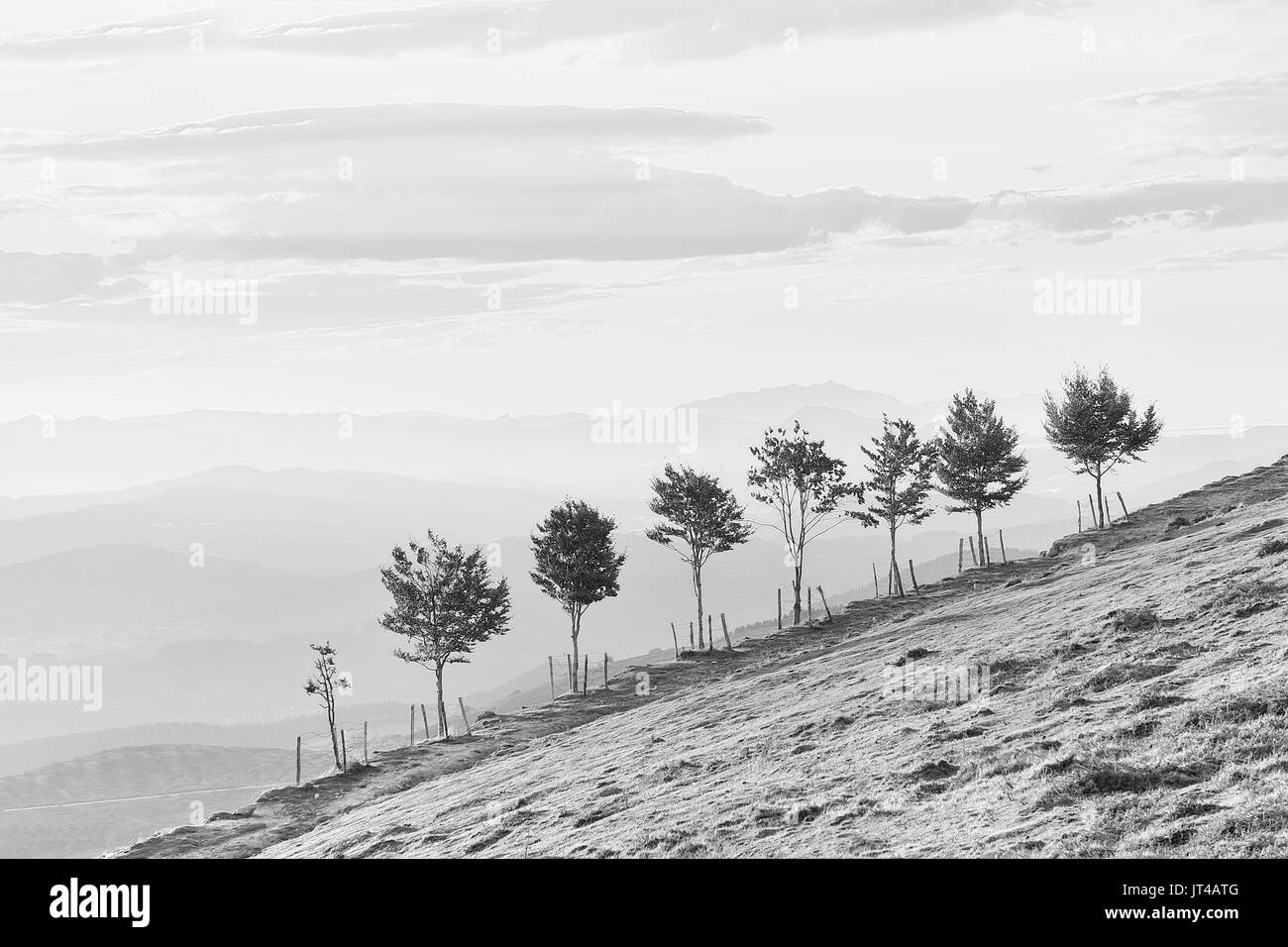 Botanical support Black and White Stock Photos & Images - Alamy