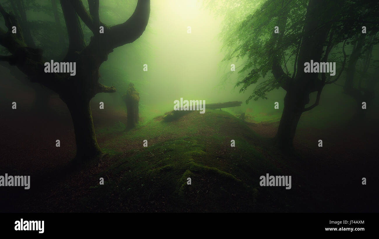 dark forest with creepy trees Stock Photo - Alamy