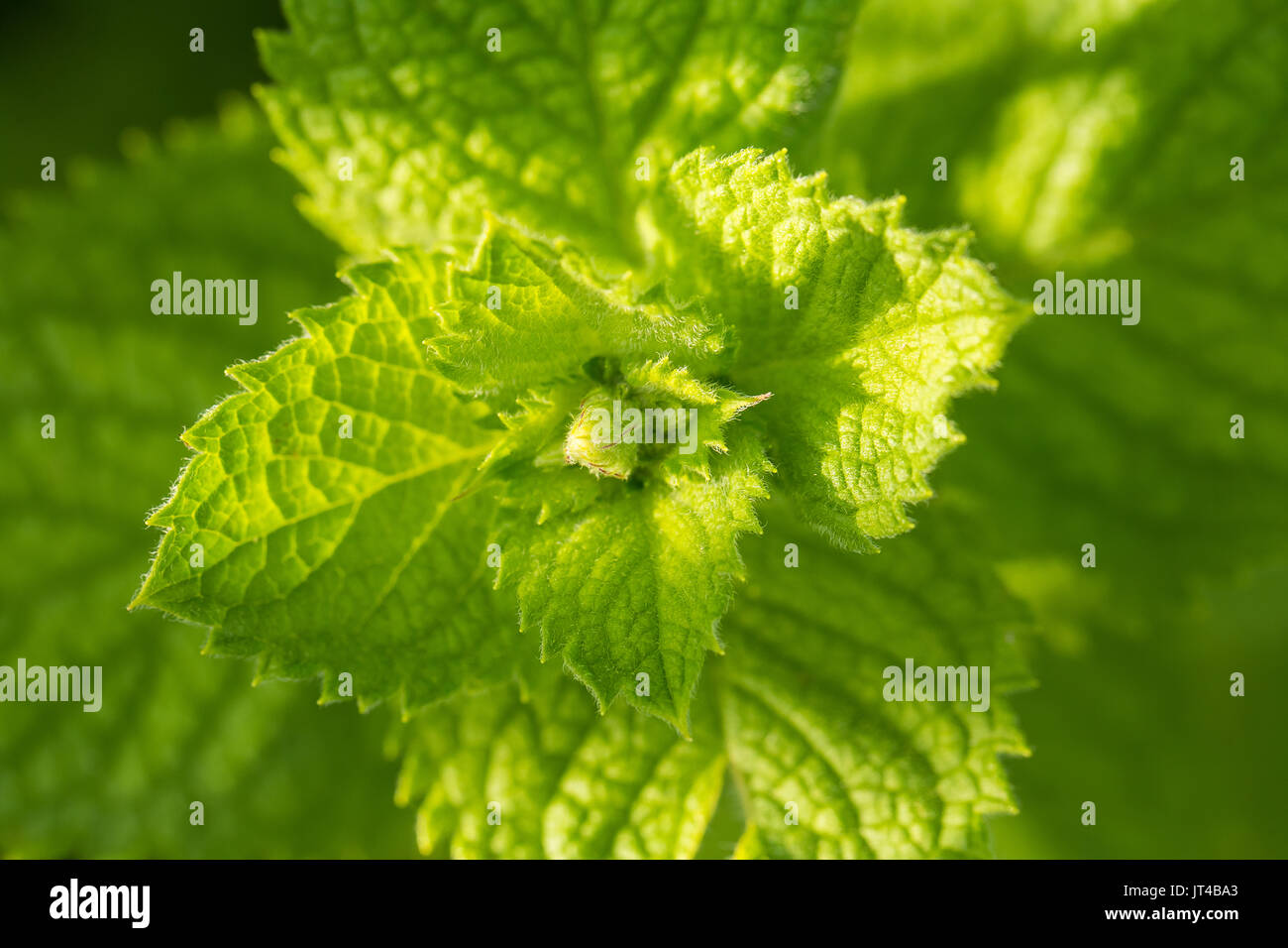 A beautiful fresh mint growing in the summer garden. Ingredient for a ...