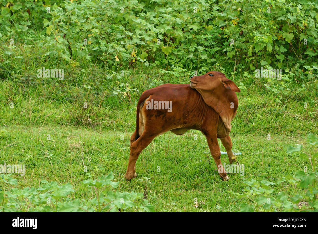Posing cow hi-res stock photography and images - Alamy