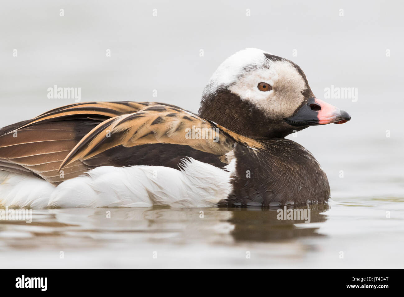 Drake long tailed duck hi-res stock photography and images - Alamy