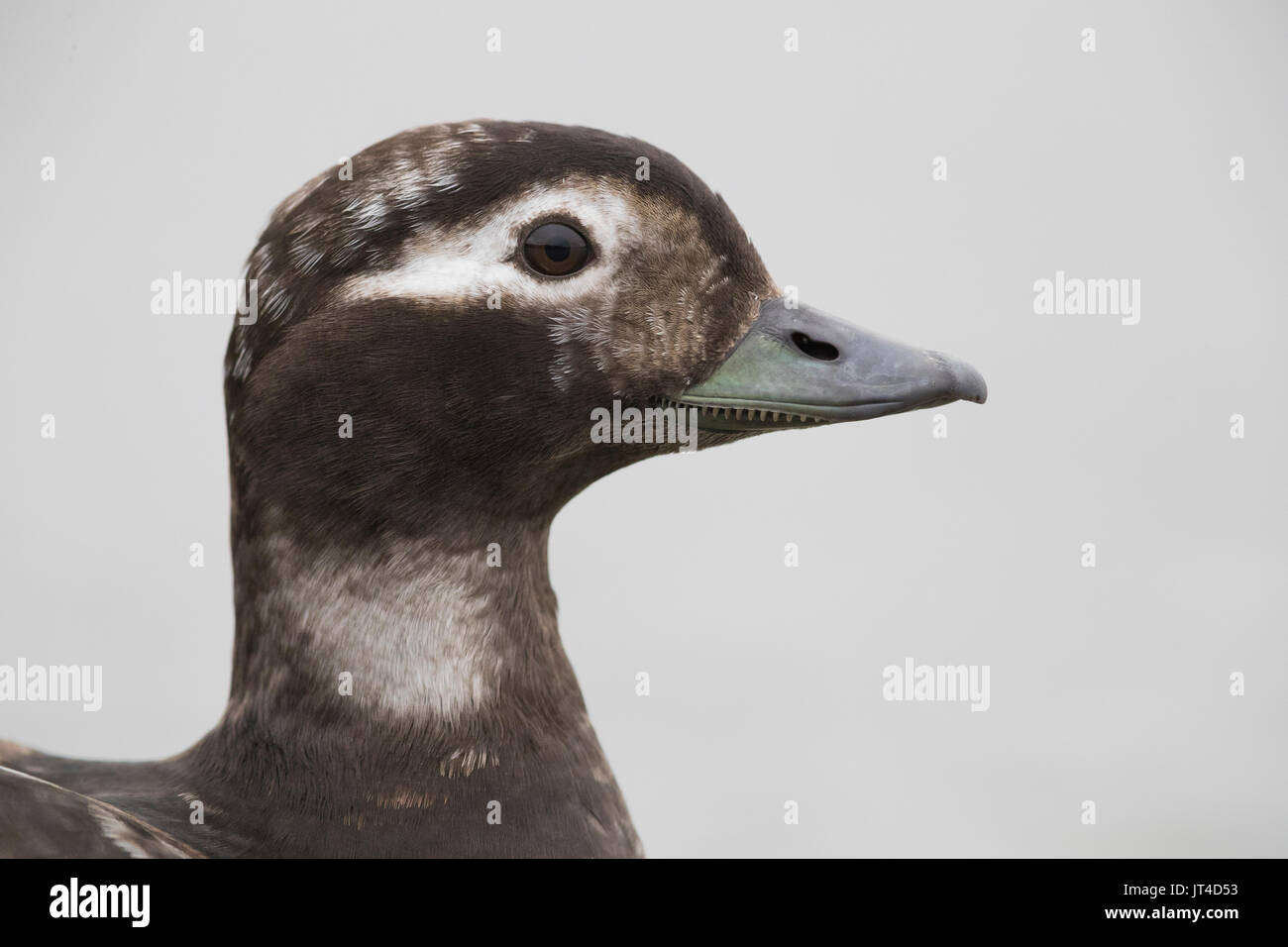 Tail identification hi-res stock photography and images - Alamy