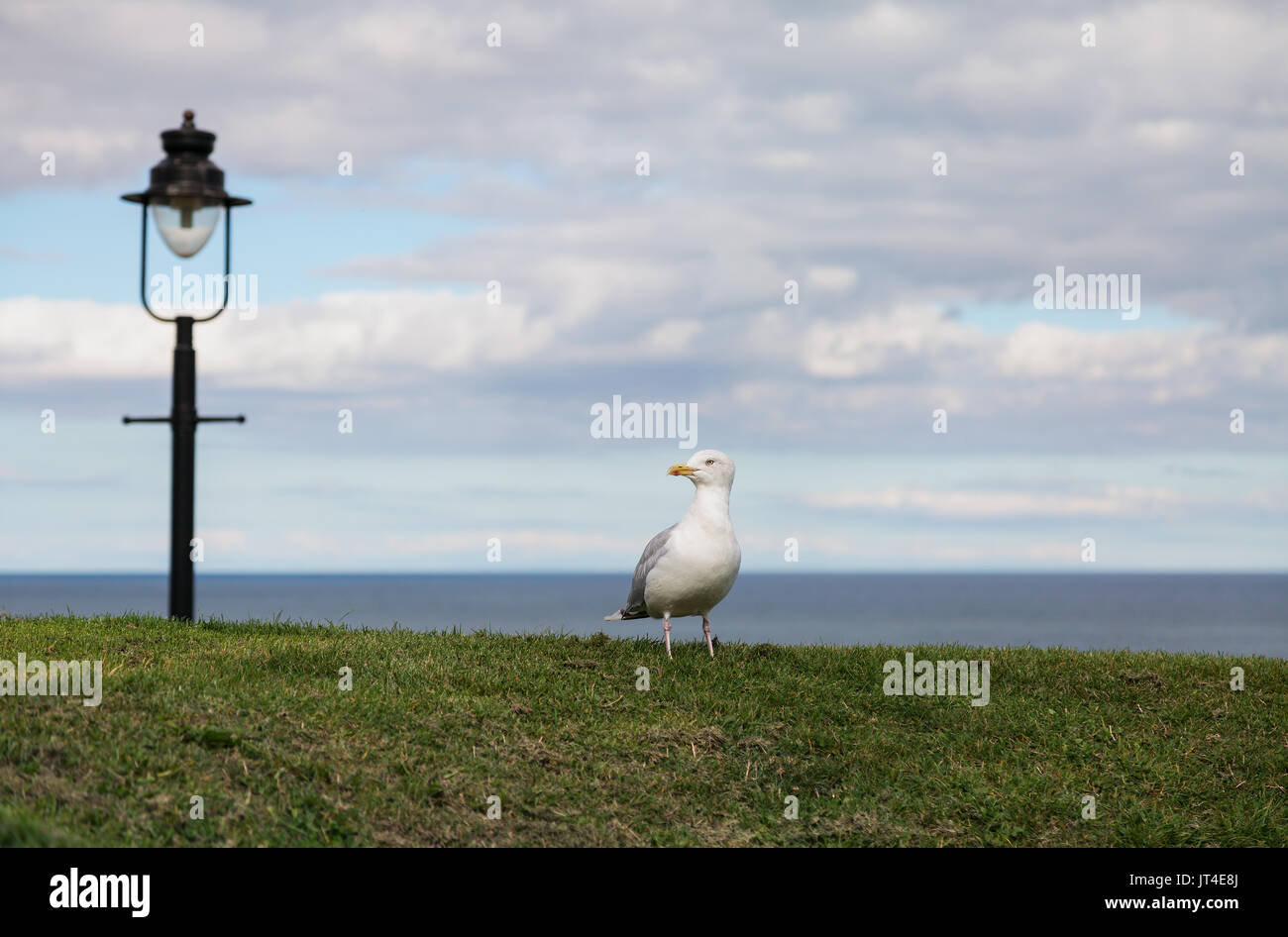 Sea view seagull at Whitby Stock Photo - Alamy
