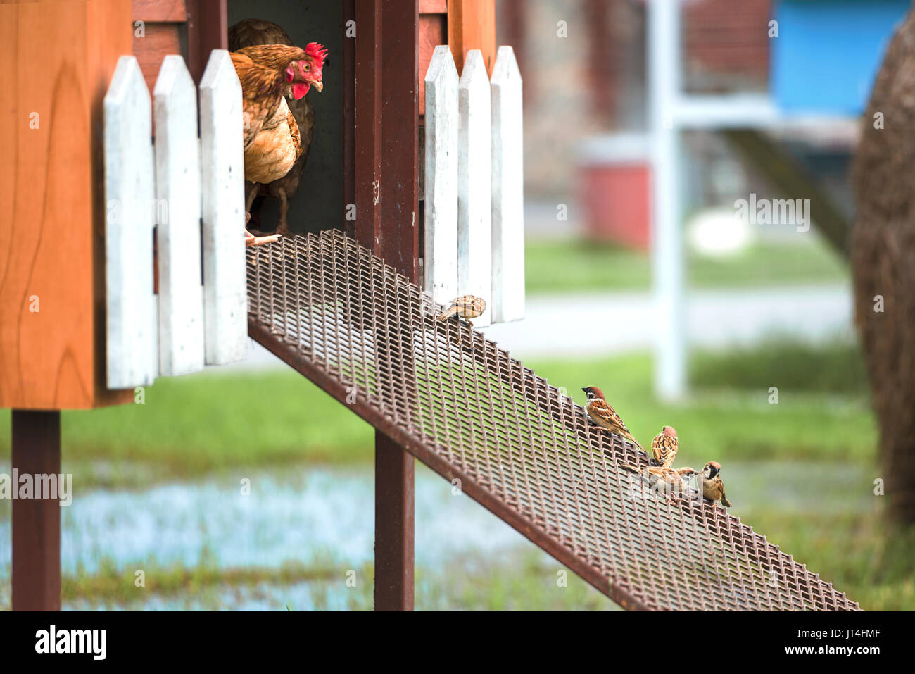 Gathering pen hi-res stock photography and images - Alamy