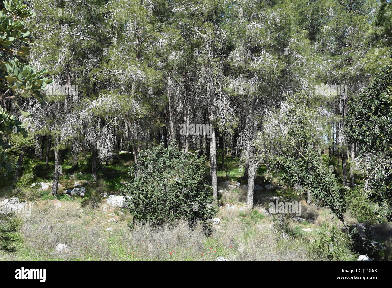 forest in israel Stock Photo - Alamy