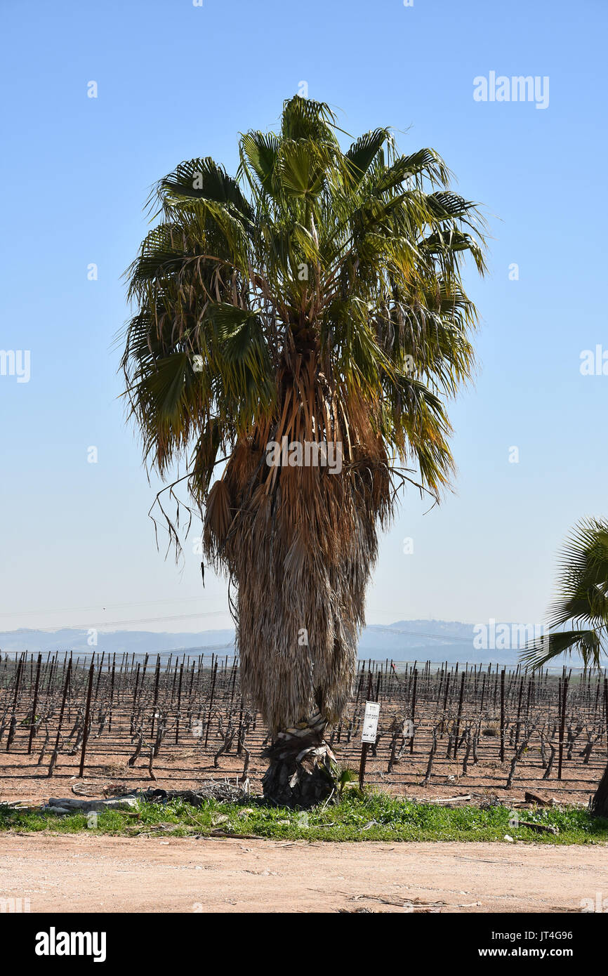 palm tree in israel Stock Photo - Alamy