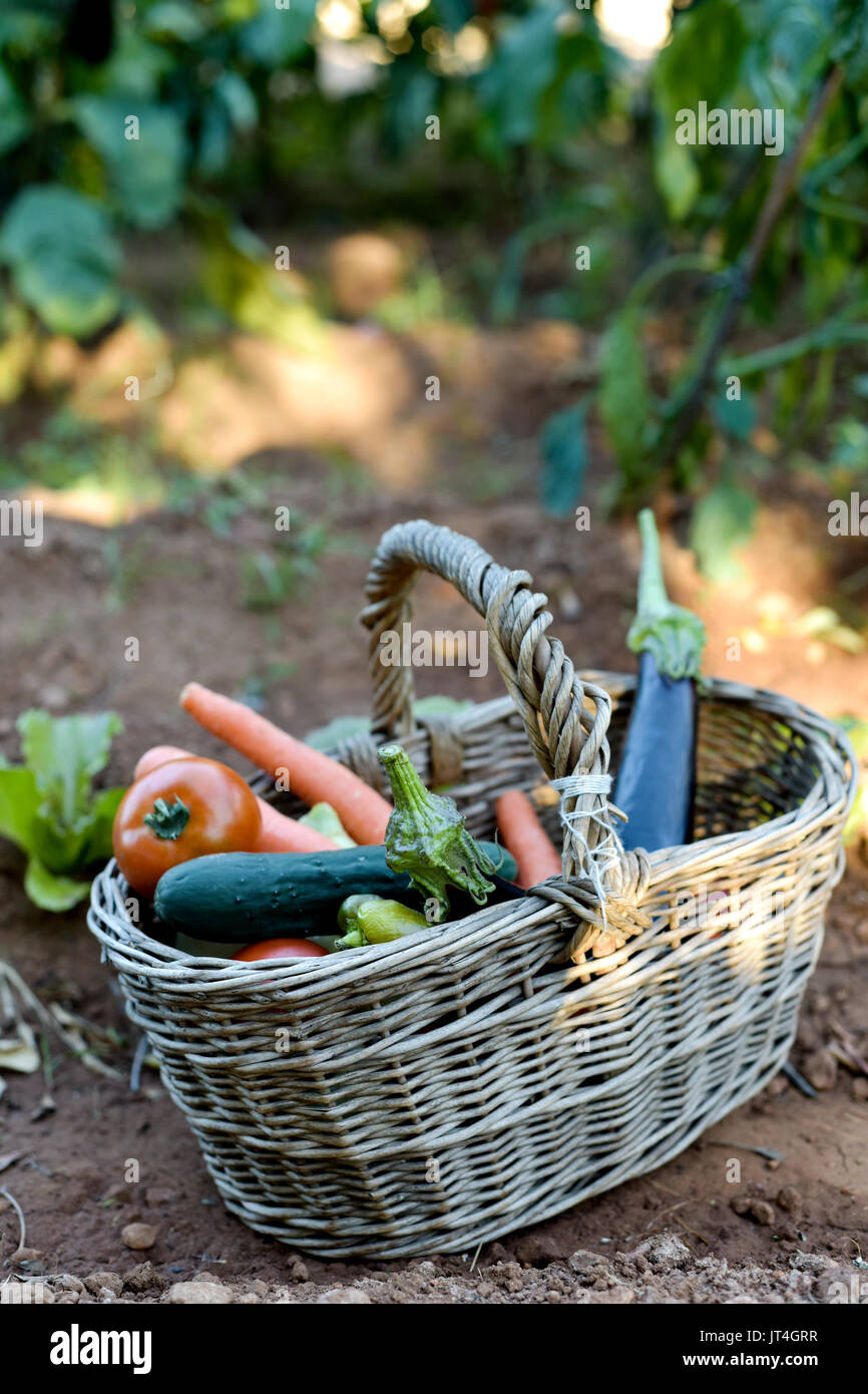 closeup of a rustic wicker basket full of vegetables freshly collected ...