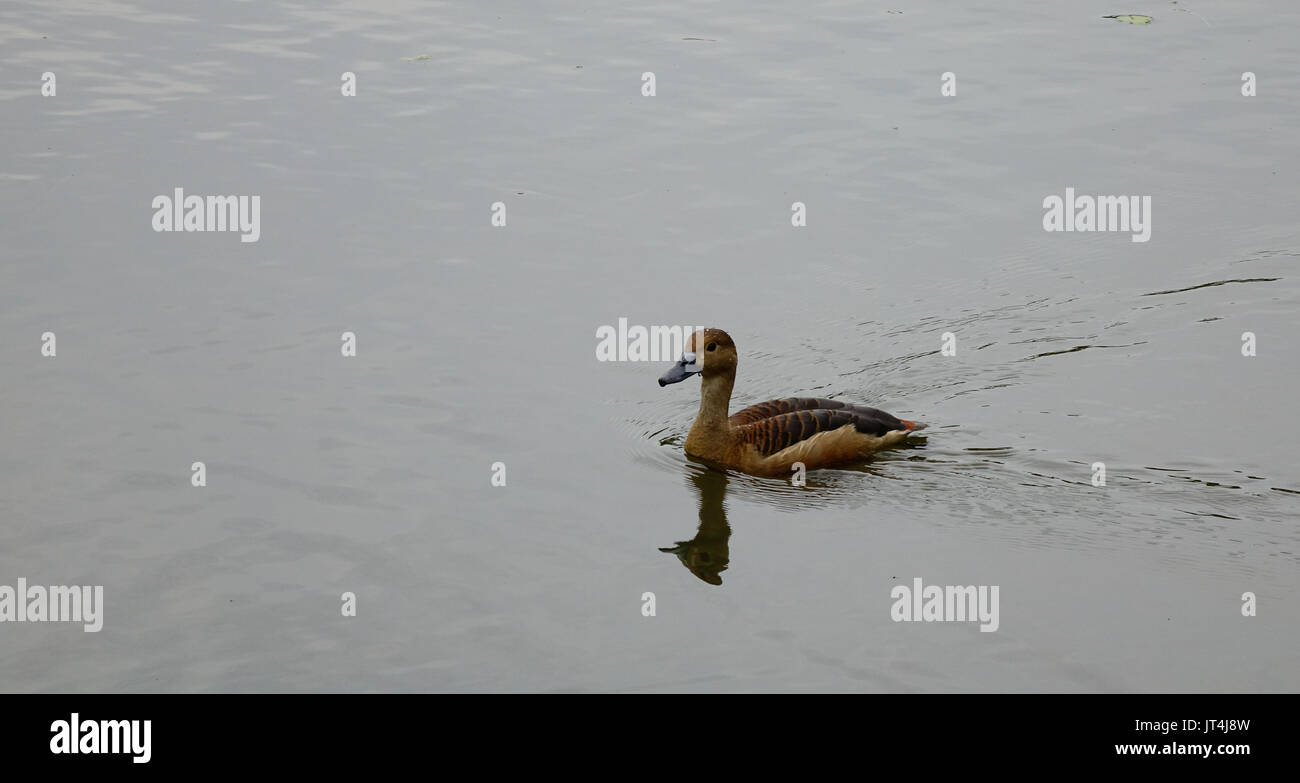 Duck wildlife singapore hi-res stock photography and images - Alamy