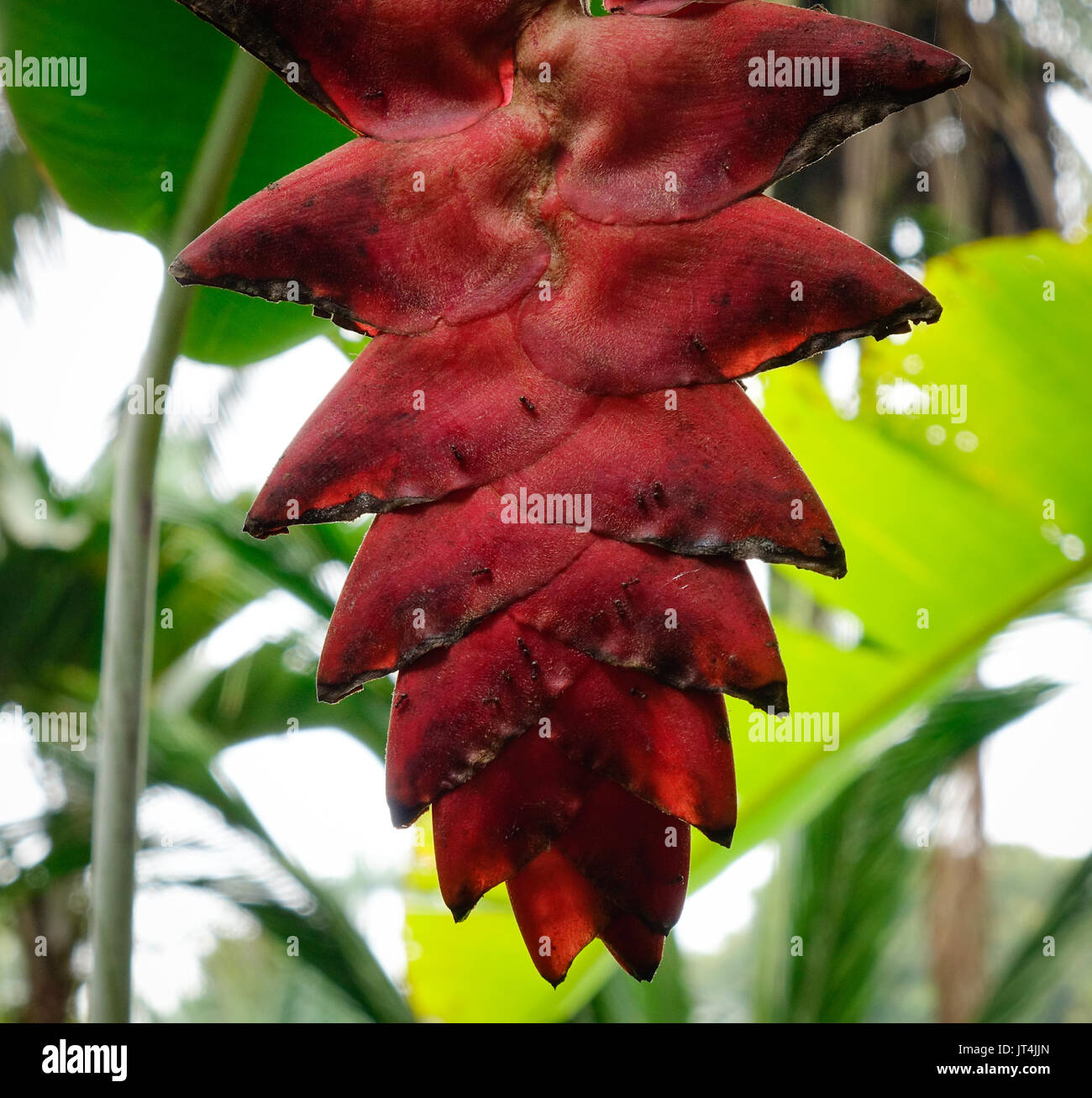 Flower of ravenala madagascariensis at botanic garden in Singapore ...
