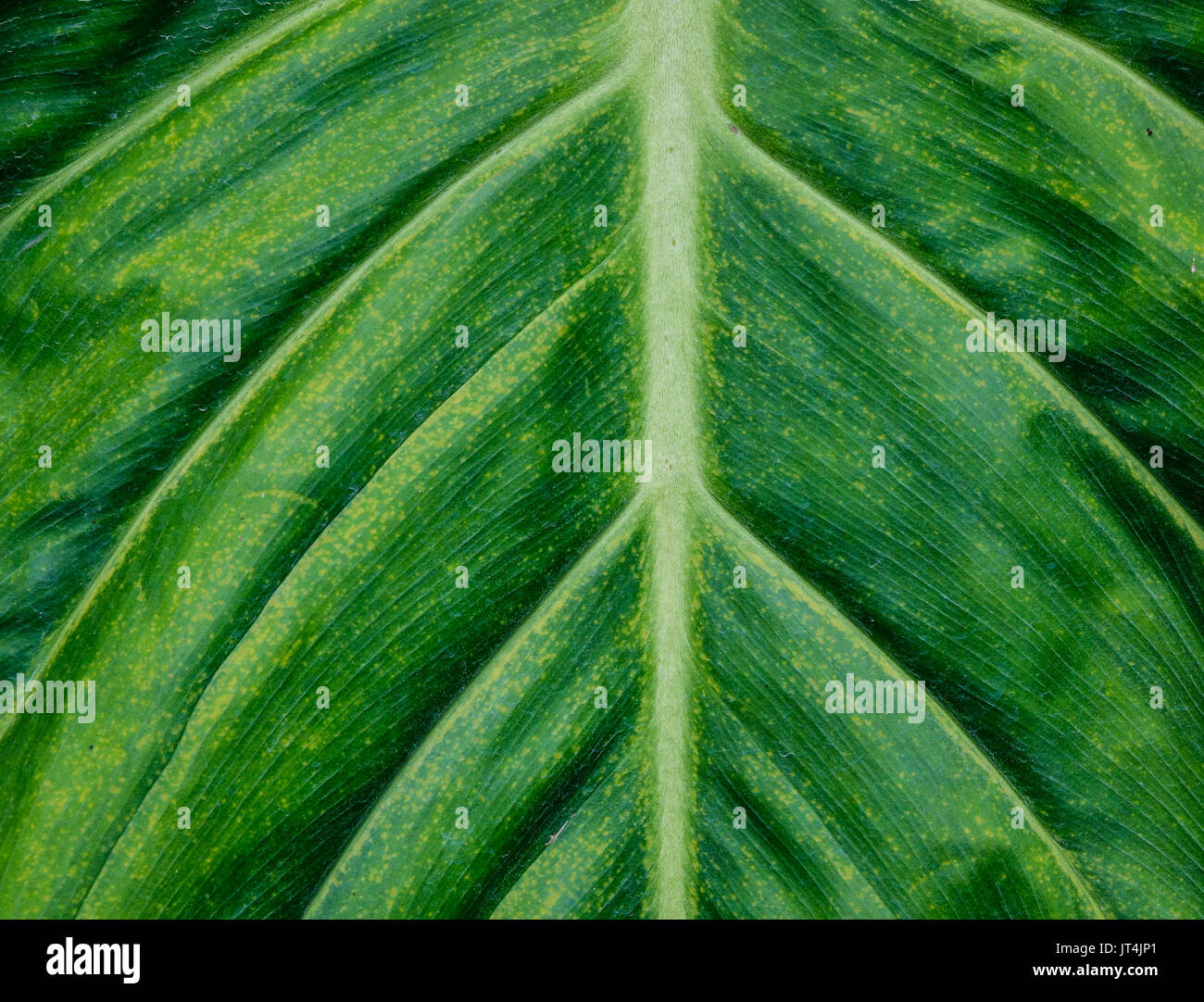 Taro leaf wallpaper hi-res stock photography and images - Alamy