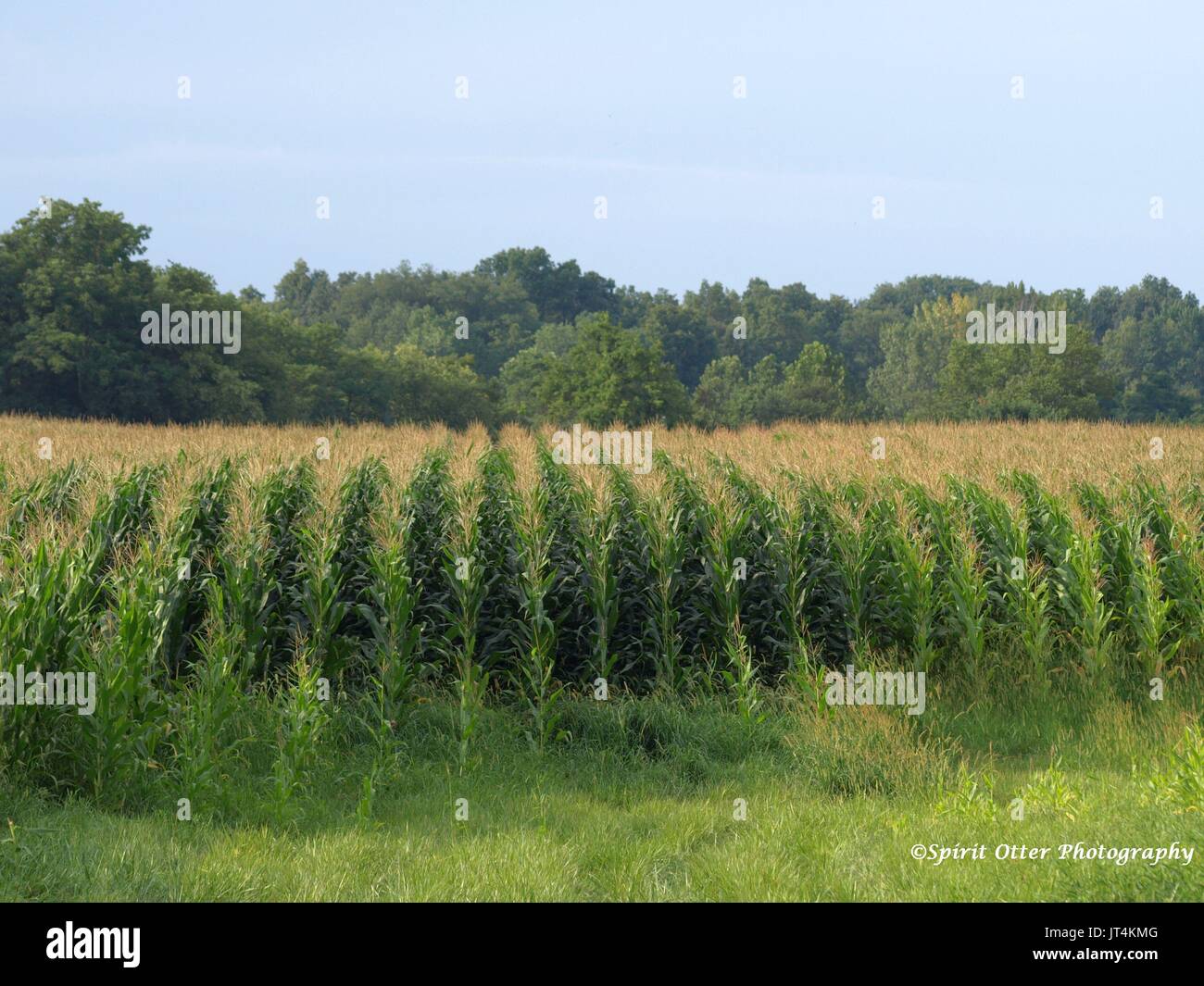 Domesticated corn hi-res stock photography and images - Alamy