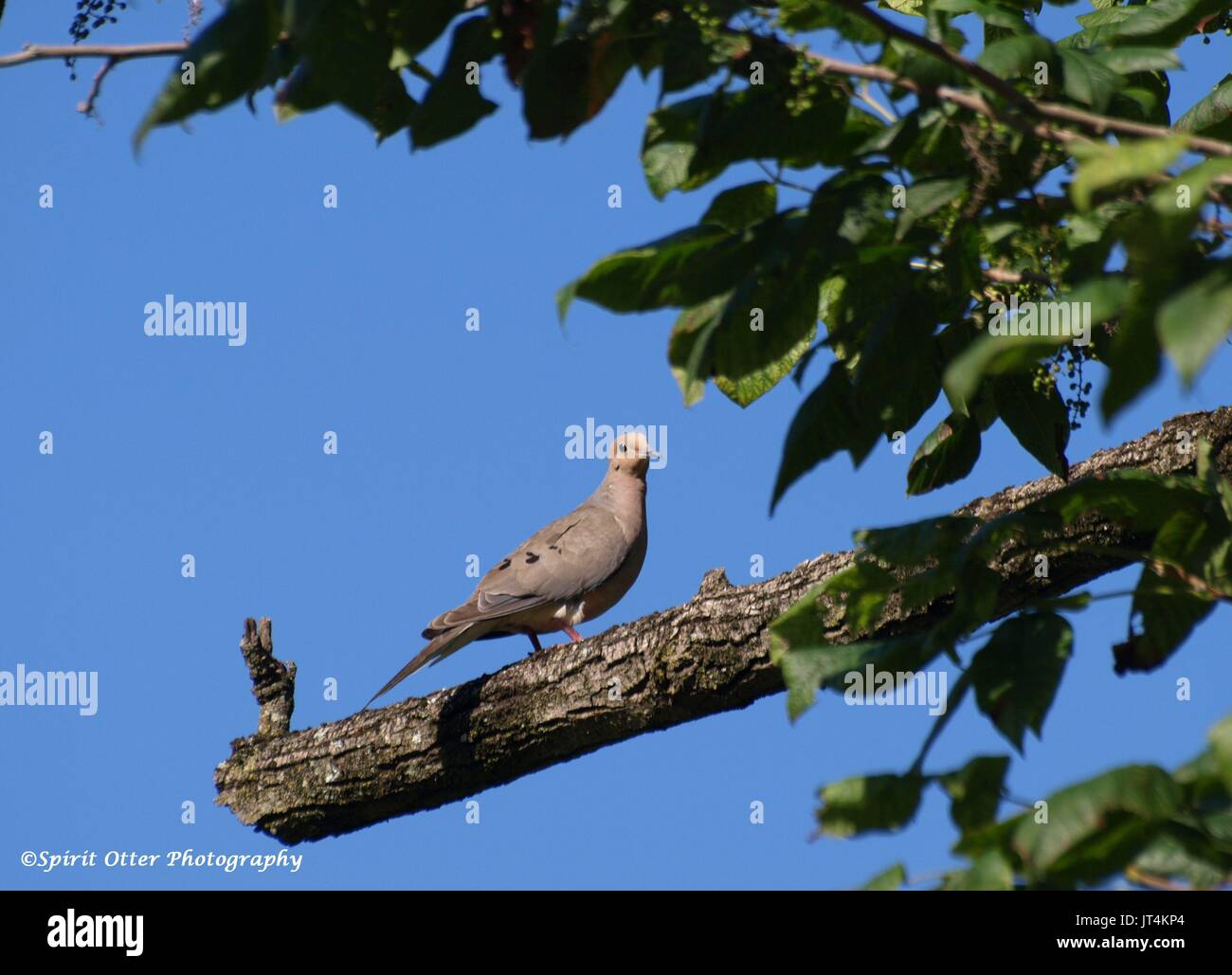 Mourning dove on dead branch Stock Photo - Alamy